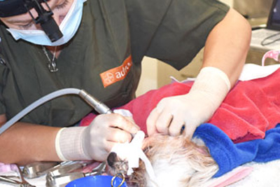 Pet Dentistry at Happy Paws Veterinary Clinic, Coombabah